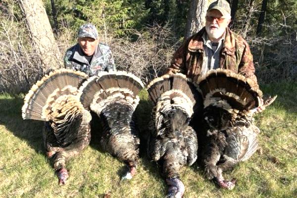 Washington Merriam's Turkey Hunting Guide Outfitter